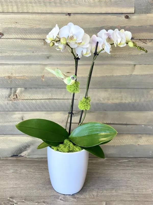 Flower Delivery Daly City -Florist In Daly City, CA