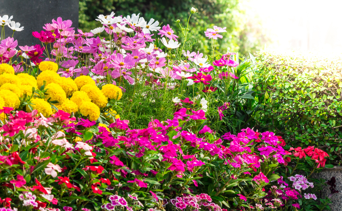Discover the Symbolic Meaning of Flower Colors - Everyday Flowers and ...