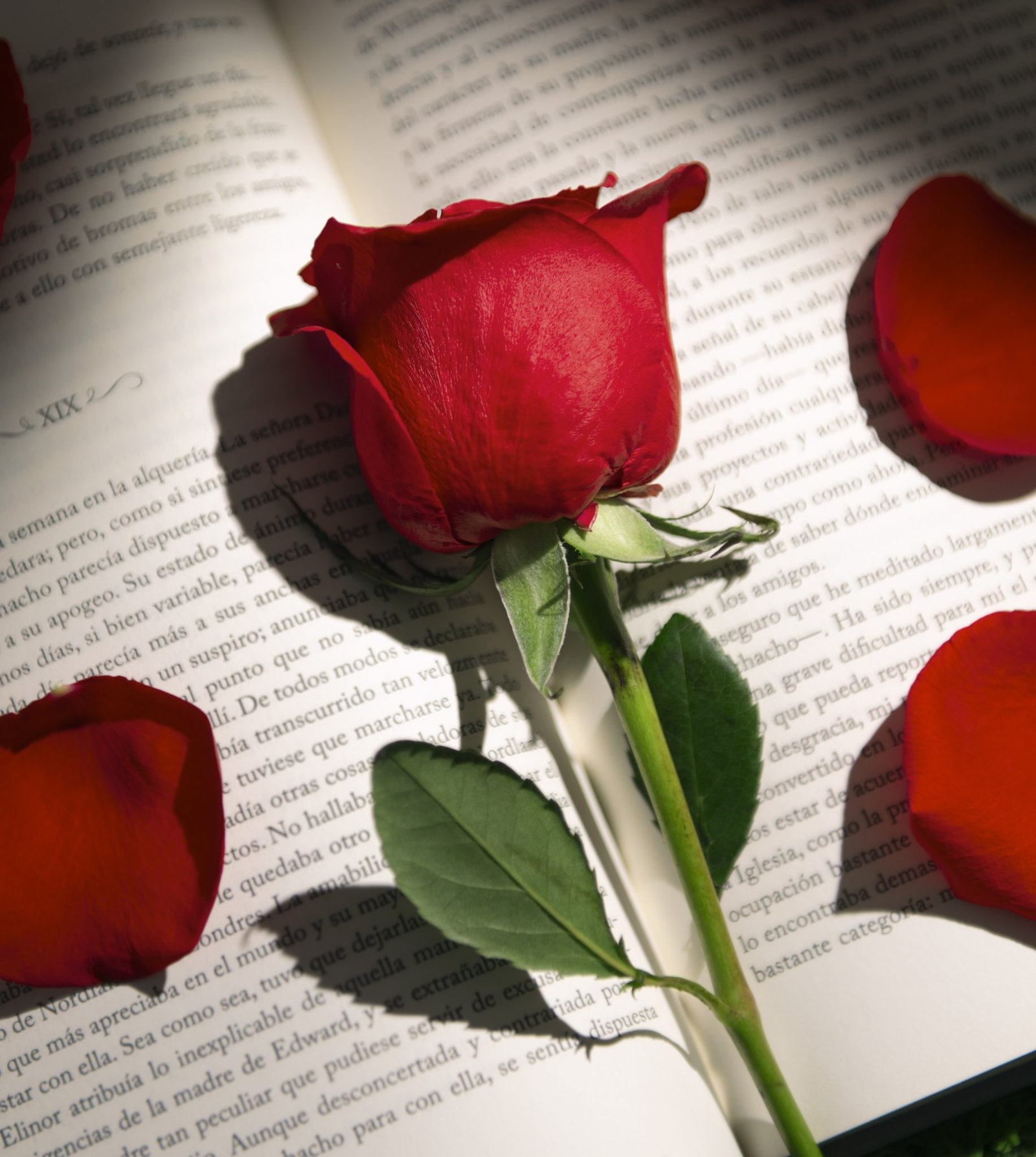 Red Roses Reign: Celebrating National Red Rose Day